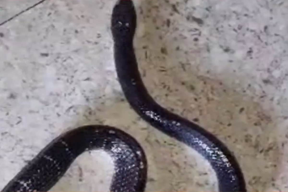 नागापेक्षाही खतरनाक आणि 4 पट विषारी आहे 'हा' साप – News18 लोकमत
