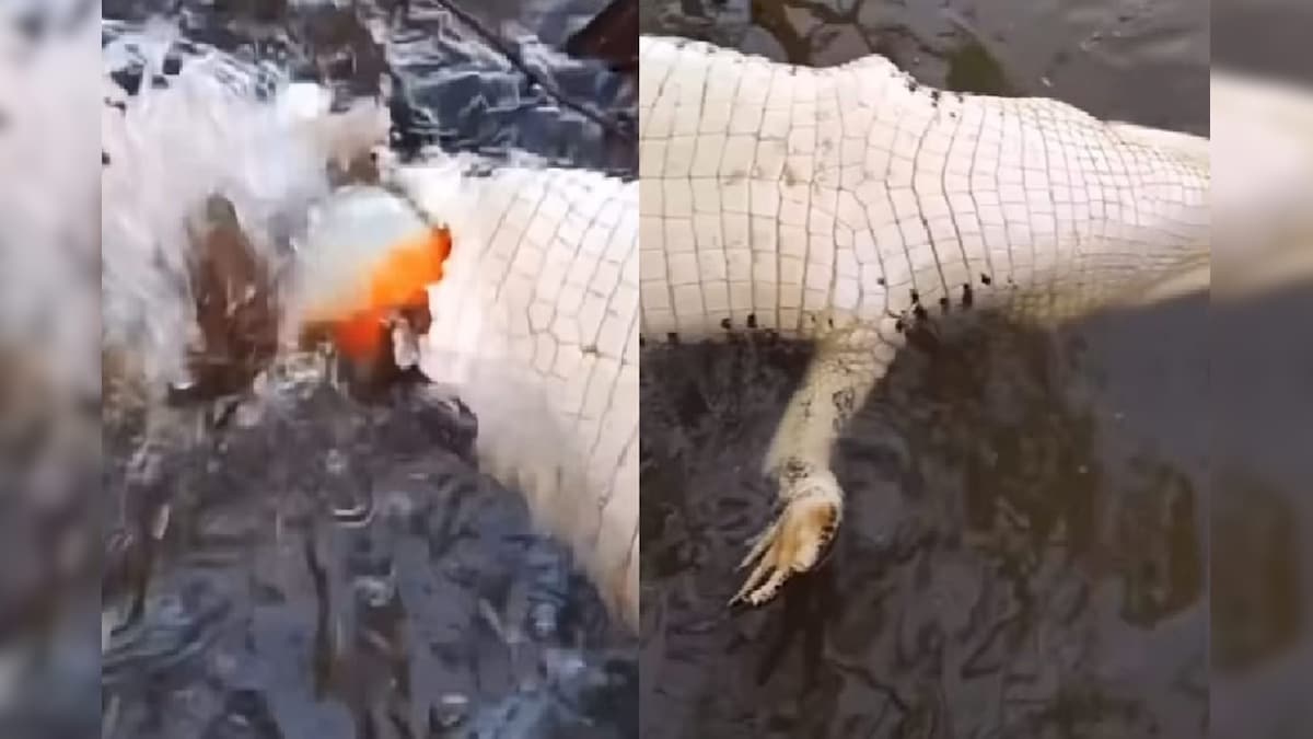 छोट्याशा माशाने केली अवाढव्य मगरीची शिकार, फाडून फाडून खाल्लं; कधीच ...