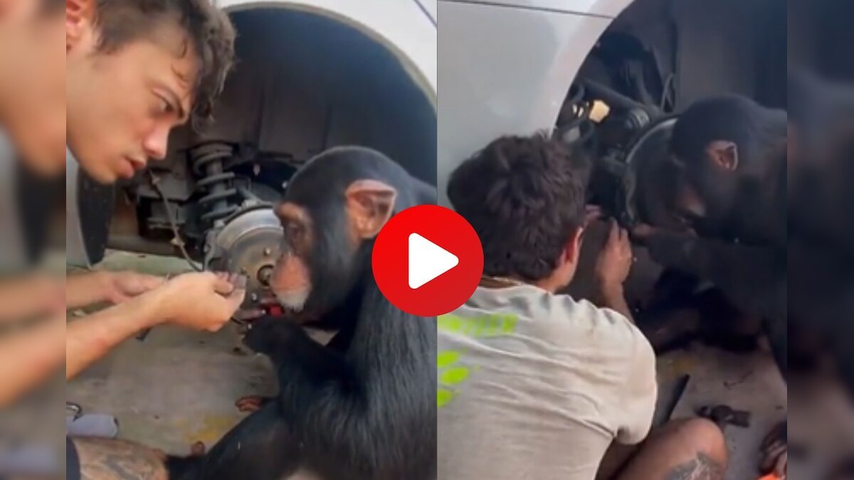 कधी चिंपांझीला गाडी दुरुस्त करताना पाहिलंय? मालकाला मदत करताना Video ...