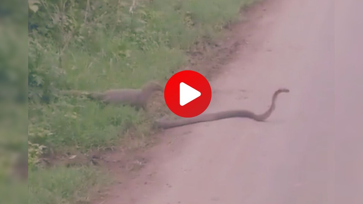 साप आणि मुंगसाची जुंपली; थरारक भांडणाचा Video Viral – News18 लोकमत