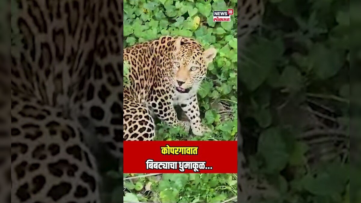 Leopard Viral Video | बापरे! बिबट्या अन् माणसांचा हा थरार पाहिलात का? | N18S