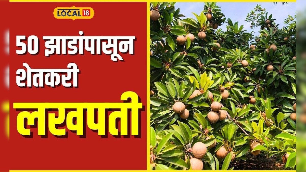 Chikoo Farming 50 झाडांपासून लाखोंचं उत्पन्न, शेतकऱ्याने कशी केली लागवड ...