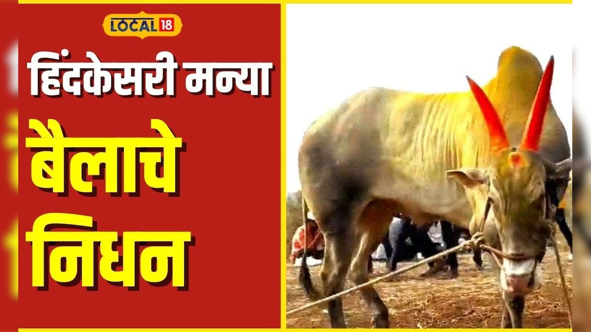 Hindkesari Manya बैलगाडा क्षेत्रात शोककळा, हिंदकेसरी मन्या बैलाचे दुःखद ...