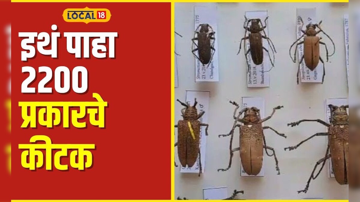 Kolhapur मीलनानंतर नराला खाणारा कीटक पाहिलात का? शिवाजी विद्यापीठात ...