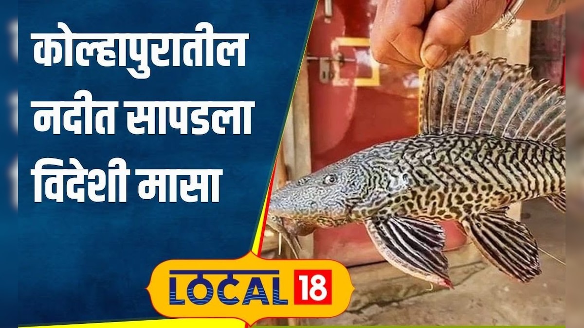 Sakar Fish खाद्य शेवाळ अन् आयुष्य 15 वर्ष, कासारी नदीत सापडला विदेशी ...