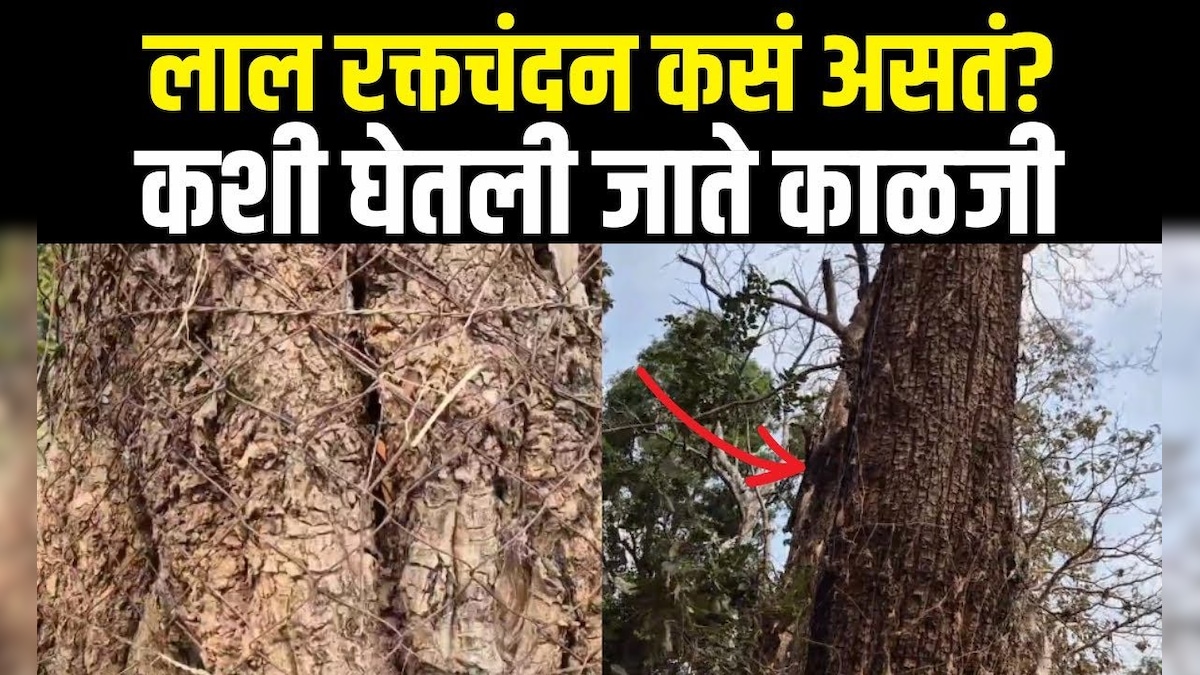 Raktachandan Tree Chandrapur | लाल रक्तचंदनाचं झाड कसं असतं? कशी राखली ...