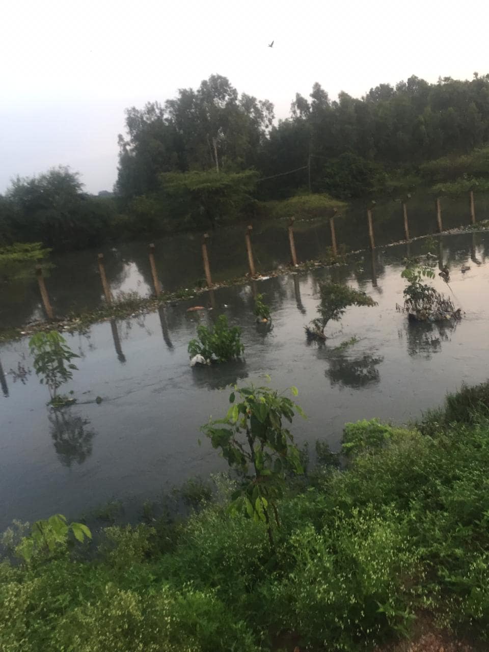 PHOTOS: ಕಲುಷಿತ ನೀರಿನಿಂದ ಮೀನುಗಳ ಮಾರಣಹೋಮ; ಬೆಳ್ಳಂದೂರು ಕೆರೆಗೆ ...