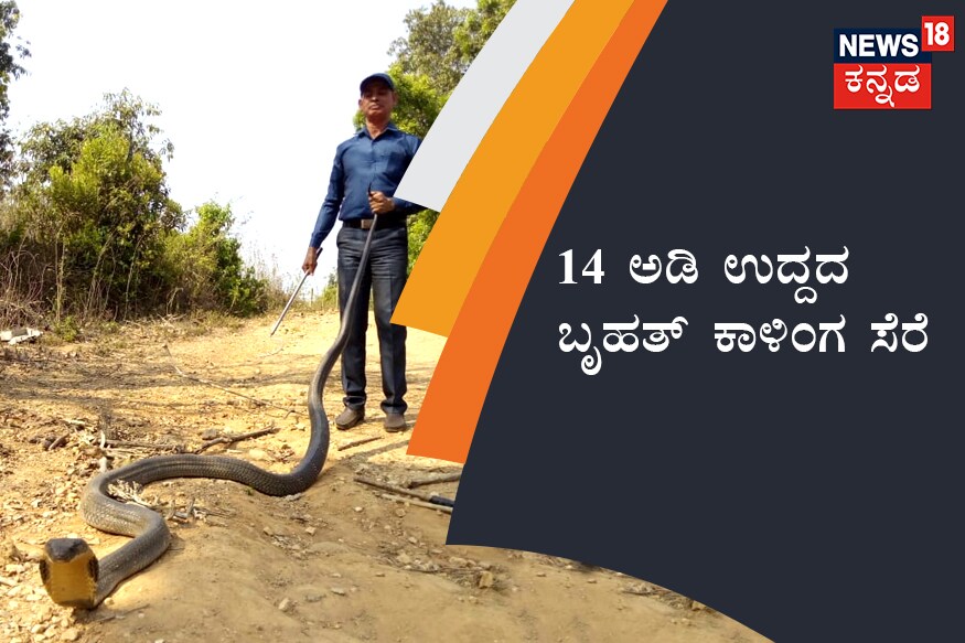 14 ಅಡಿ ಉದ್ದದ ಬೃಹತ್ ಕಾಳಿಂಗ ಸರ್ಪ ಸೆರೆ | 14 feet long snake Captured in ...