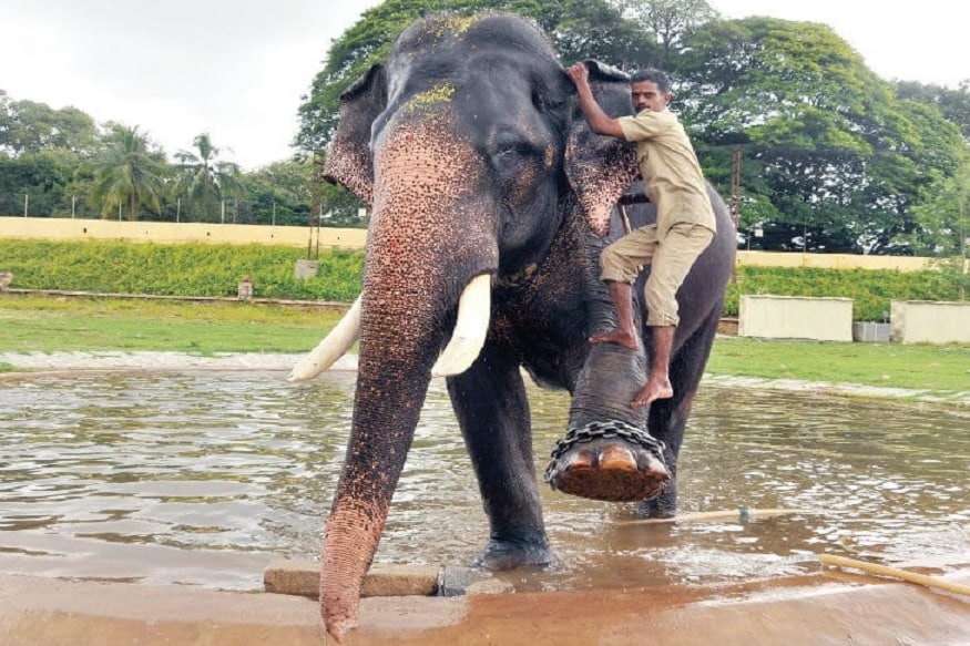 ವಿಶ್ವವಿಖ್ಯಾತ ಮೈಸೂರು ದಸರಾ ಅಂಬಾರಿ ಹೊರುವ ಆನೆ ಅರ್ಜುನನಿಗೆ ಎದುರಾಗಿದೆ ಸಂಕಷ್ಟ ...