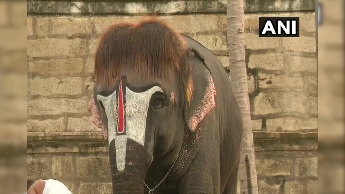 Elephant Hair Style: ವಿಭಿನ್ನ ಕೇಶವಿನ್ಯಾಸದ ಮೂಲಕ ಇಂಟರ್ ನೆಟ್ ಸ್ಟಾರ್ ಆಗಿದೆ ಈ ...