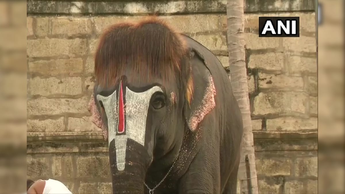 Elephant Hair Style: ವಿಭಿನ್ನ ಕೇಶವಿನ್ಯಾಸದ ಮೂಲಕ ಇಂಟರ್ ನೆಟ್ ಸ್ಟಾರ್ ಆಗಿದೆ ಈ ...