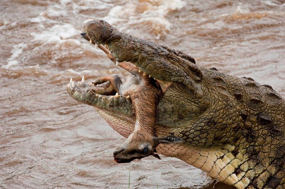 Gustave: 300 ಜನರನ್ನು ಕೊಂದು ತಿಂದಿತ್ತು ಈ ಭಯಾನಕ ಮೊಸಳೆ! | Gustave the ...