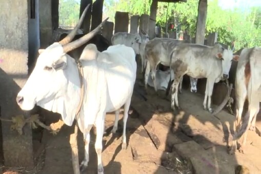 Amrit Mahal Cow: ಅಮೃತ್ ಮಹಲ್ ತಳಿಯ ಹಸುಗಳ ಉಳಿವಿಗಾಗಿ ಹೊಳಲ್ಕೆರೆ ಜನರ ಹರಸಾಹಸ ...