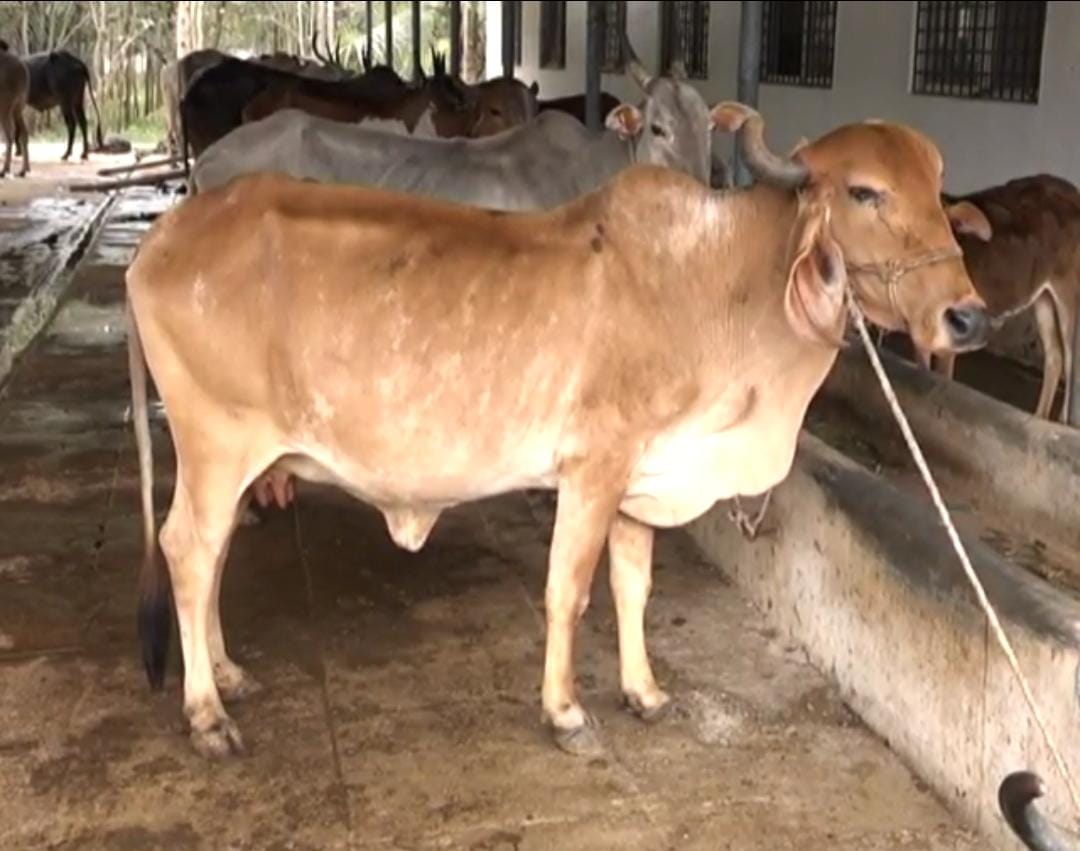 ಸಕ್ಕರೆನಾಡು ಉದ್ಯಮಿಯ ಗೋ ಪ್ರೀತಿ; ದೇಶಿತಳಿ ಸಂರಕ್ಷಣೆ ಇವರ ಮುಖ್ಯ ಉದ್ದೇಶ ...