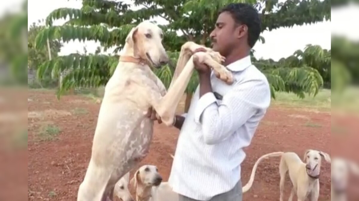 Mudhol Hound: ಭೂ ಸೇನೆ ಬಳಿಕ ವಾಯು ಸೇನೆಯಲ್ಲೂ ಸೇವೆ ಸಲ್ಲಿಸಲು ಮುಧೋಳ ಶ್ವಾನ ...