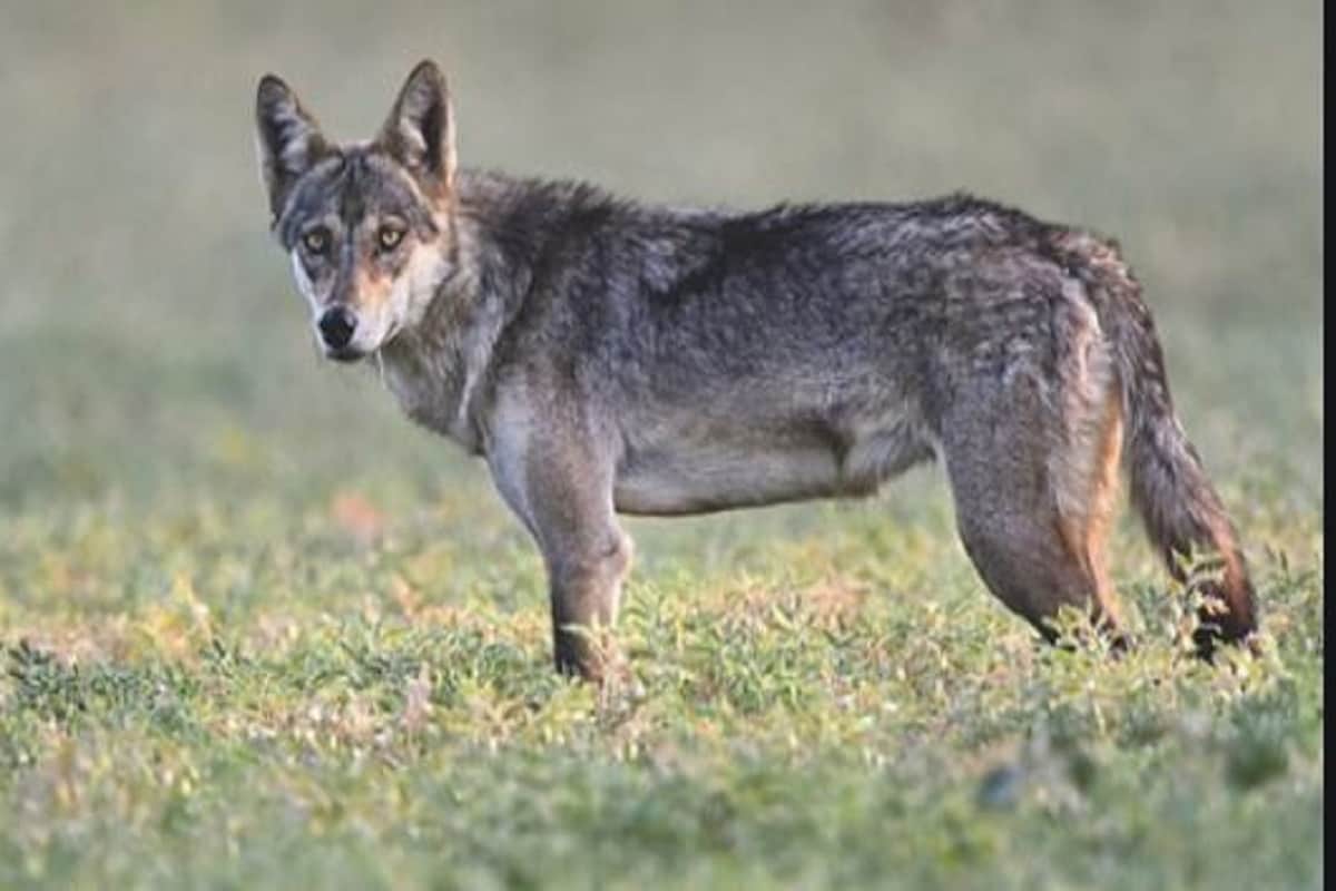 News18 Kannada - Karnataka wildlife board proposal to set up first ...