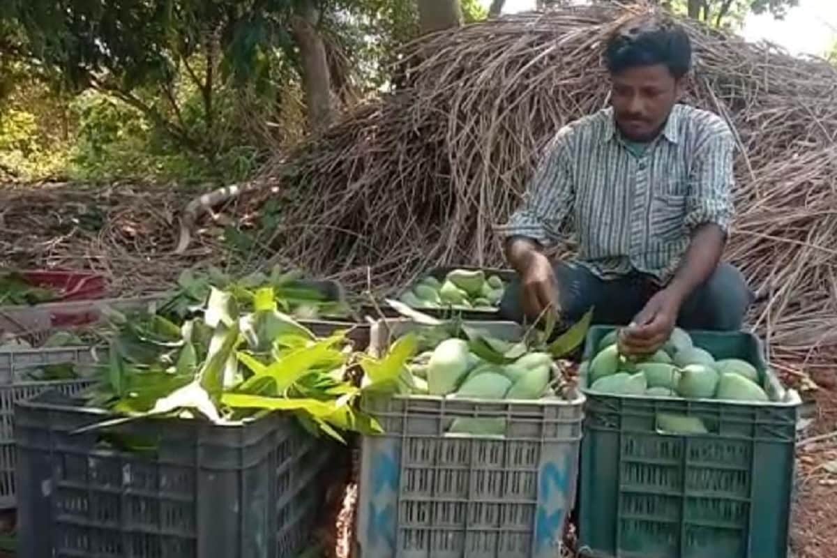 Gadag: Gadag Agriculture Success Story BEd Graduate Farmer earning Lak ...