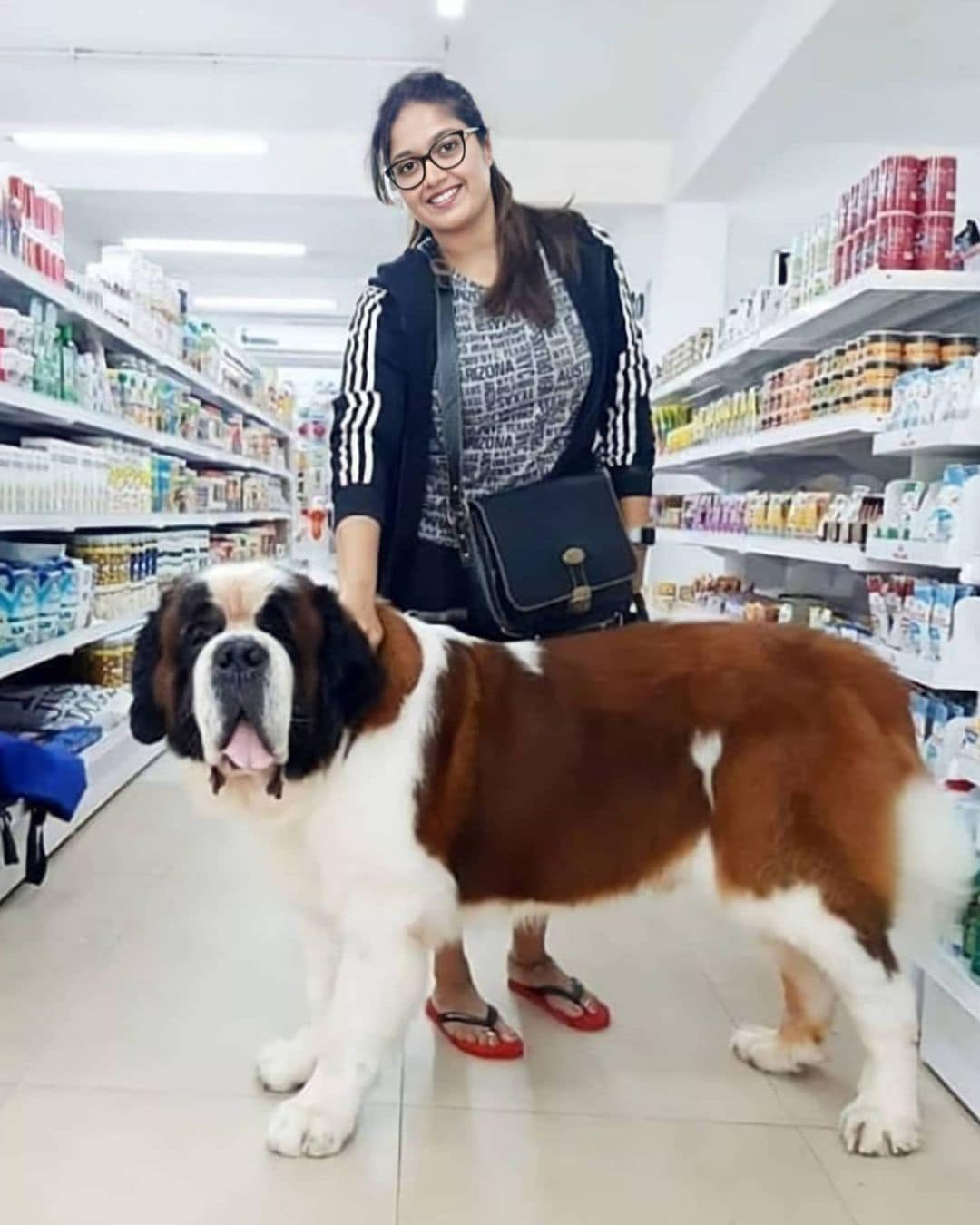 ಅಗಲಿದ ಮುದ್ದಿನ ನಾಯಿ ಬ್ರೂನೋಗಾಗಿ ಭಾವುಕರಾಗಿ ಪೋಸ್ಟ್ ಮಾಡಿದ ಮೇಘನಾ ರಾಜ್ ...