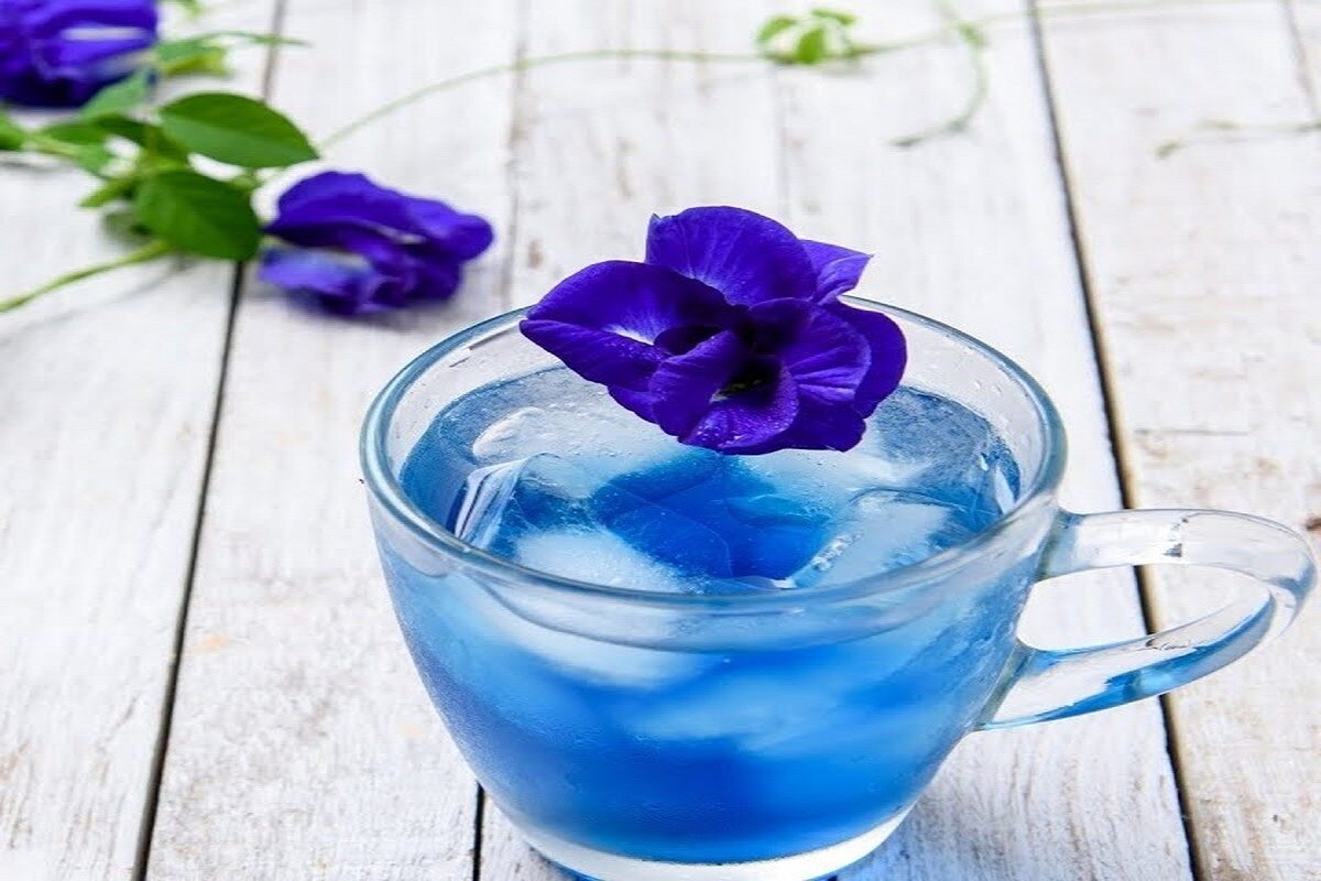 blue tea made of blue pea flower cures several diseases and helps in ...