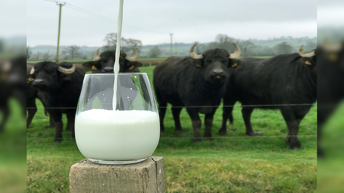 Benefits Of Buffalo Milk : ಎಮ್ಮೆ ಹಾಲನ್ನು ಕುಡಿಯೋದು ಎಷ್ಟು ಒಳ್ಳೆದು ಗೊತ್ತಾ ...