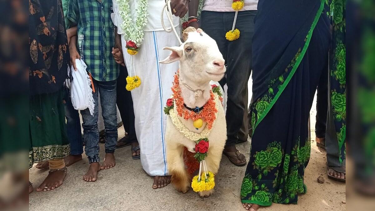 ಸಕ್ಕರೆ ನಾಡಿನಲ್ಲೊಂದು ಅಪರೂಪದ ದುಬಾರಿ ಟಗರು