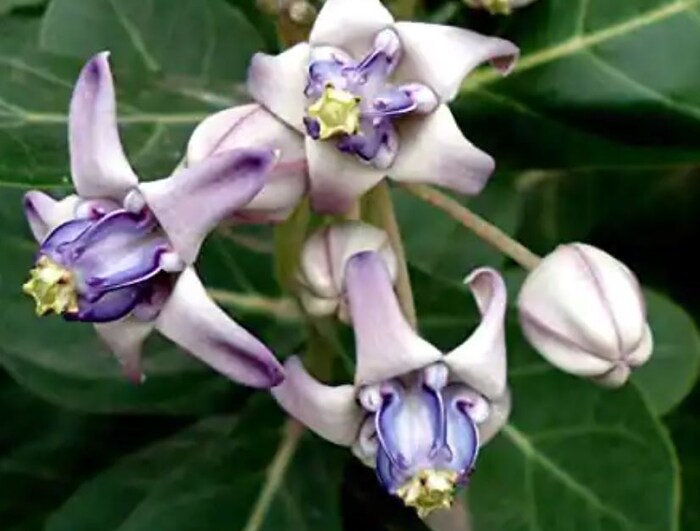 ಯಾವ ದೇವರಿಗೆ ಯಾವ ಹೂವು ಪ್ರಿಯ; ಇಲ್ಲಿದೆ ಮಾಹಿತಿ