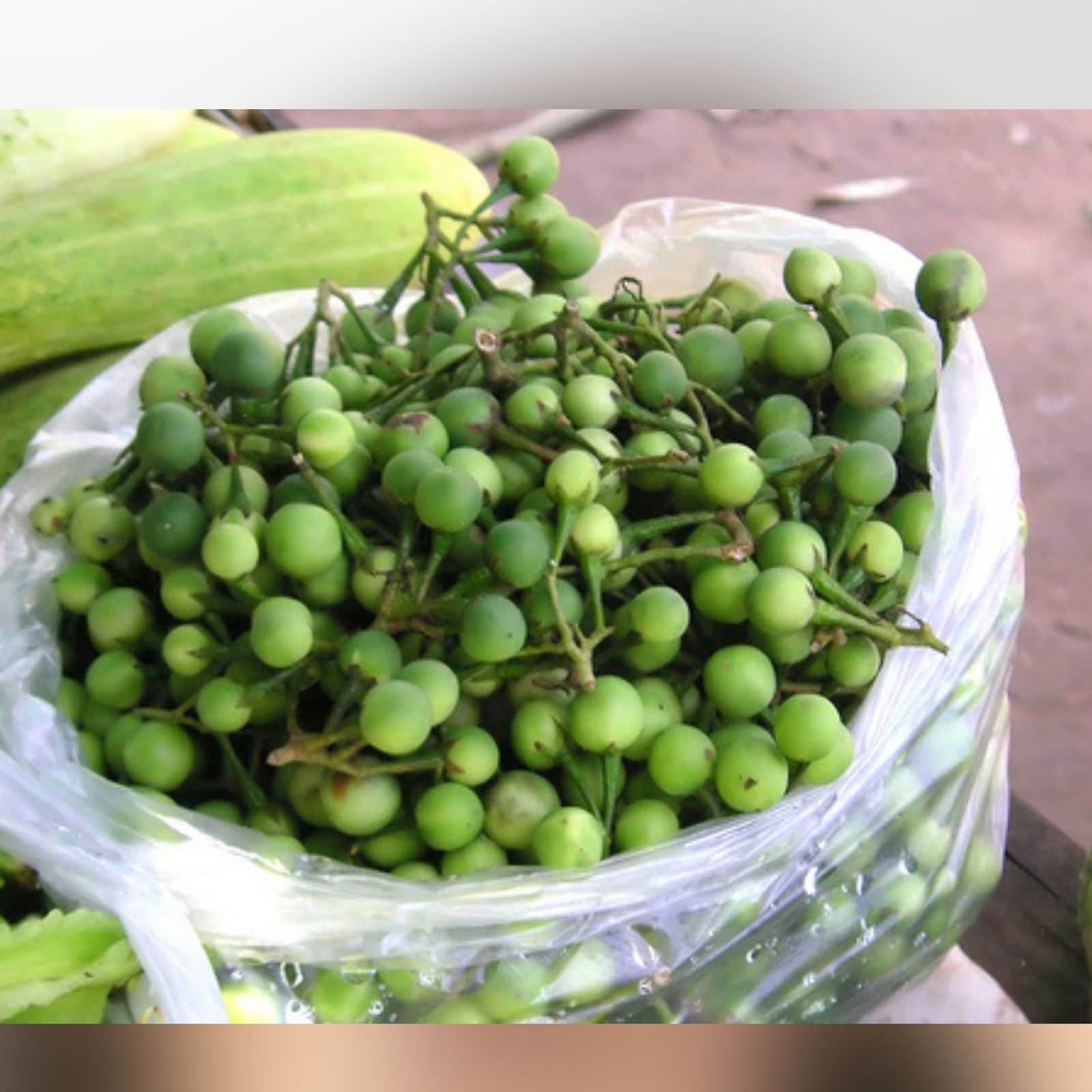 Turkey Berry: ದಿನಕ್ಕೊಂದು ಉಸ್ತಿ ಕಾಯಿ ತಿಂದ್ರೆ ಎಷ್ಟೆಲ್ಲಾ ಪ್ರಯೋಜನವಿದೆ ನೋಡಿ ...