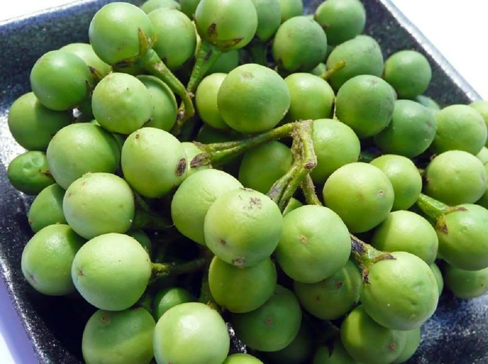 Turkey Berry: ದಿನಕ್ಕೊಂದು ಉಸ್ತಿ ಕಾಯಿ ತಿಂದ್ರೆ ಎಷ್ಟೆಲ್ಲಾ ಪ್ರಯೋಜನವಿದೆ ನೋಡಿ ...