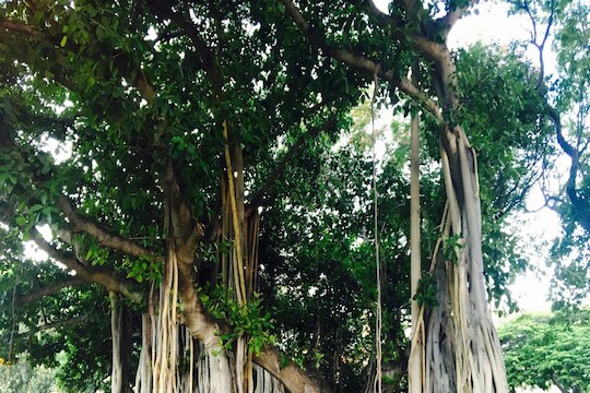 Health Tips: ಸರ್ವರೋಗಕ್ಕೂ ಮದ್ದು ದೇವವೃಕ್ಷ ಅರಳಿಮರ; ಇದರ ಪ್ರಯೋಜನಗಳು ಇಲ್ಲಿವೆ ...