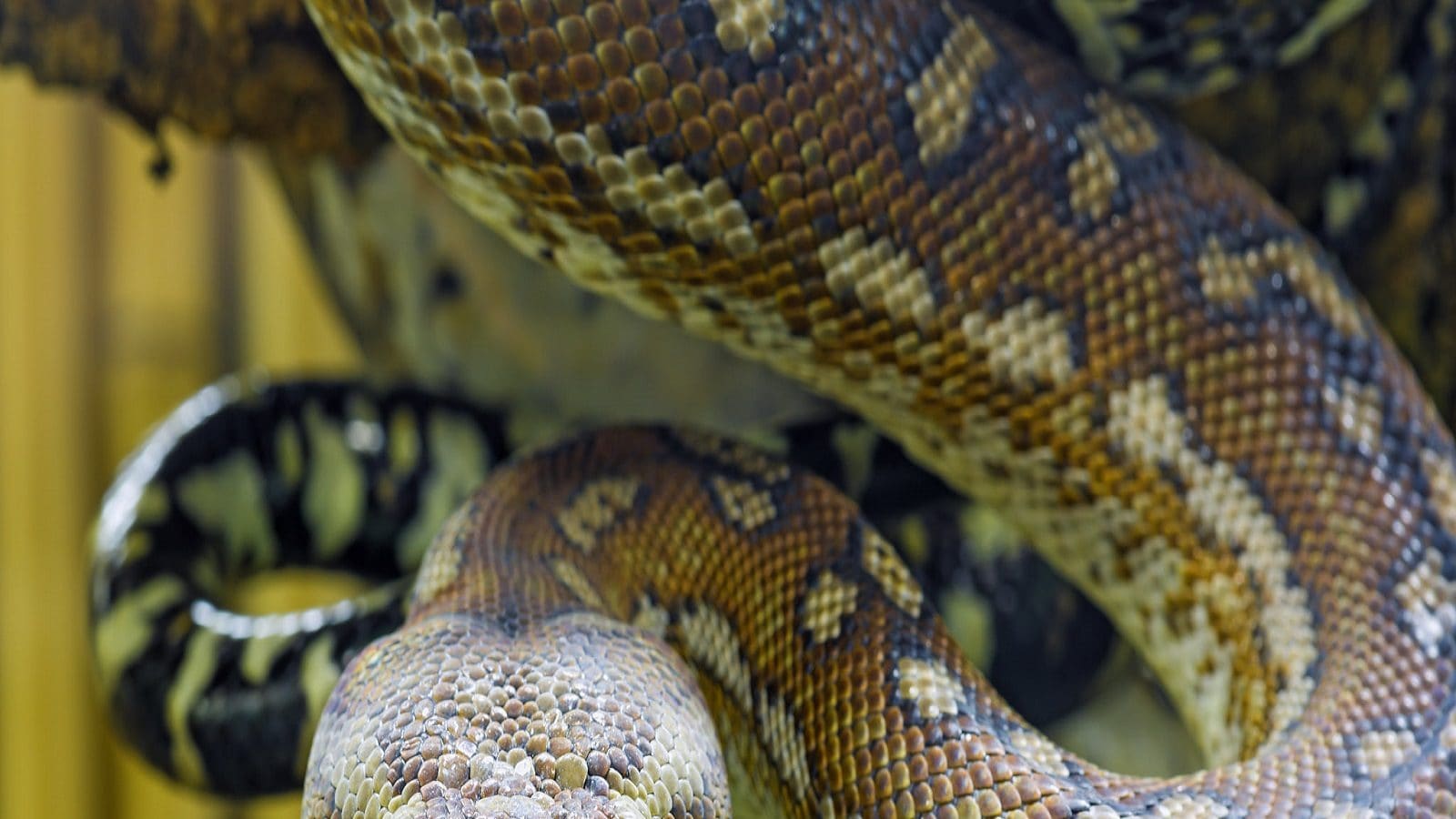 Stunning clip shows two snakes winding themselves into a coil | Snake ...