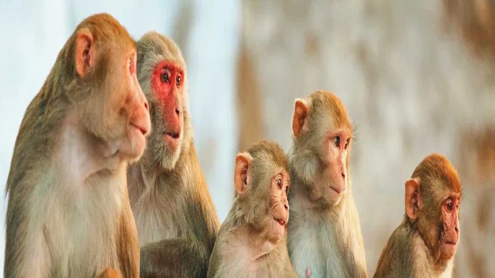 Little Monkeys Cant wait to get their food cooked and served watch this ...