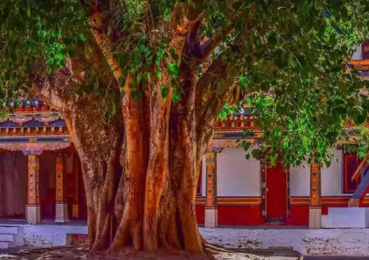 Banyan Tree Worship: ಉದ್ಯೋಗ ಸಮಸ್ಯೆ ಕಾಡುತ್ತಿದ್ರೆ; ಆಲದ ಮರದಲ್ಲಿದೆ ಪರಿಹಾರ ...