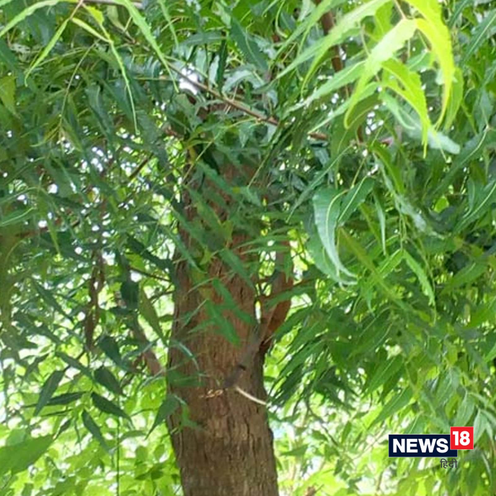 Health Tips: ಬೇವು ಕಹಿ ಅಂತ ದೂರ ಹೋಗ್ಬೇಡಿ; ಇದು ಆರೋಗ್ಯದ ಸಿಹಿ, ಗರ್ಭಿಣಿಯರು ಈ ...