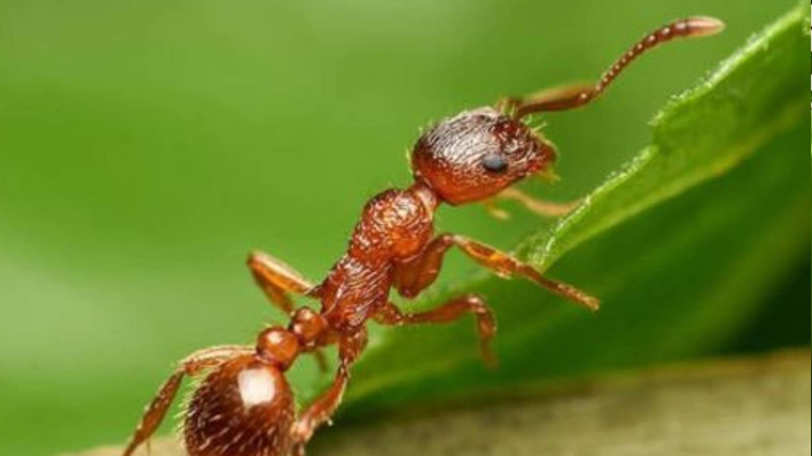 Red ant: ಕೆಂಪಿರುವೆಯ ಚಟ್ನಿ ಮಾತ್ರವಲ್ಲ, ಈ ಡಾಬಾದಲ್ಲಿ ಅದರ ಸೂಪ್, ಉಪ್ಪಿನಕಾಯಿಯೂ ...