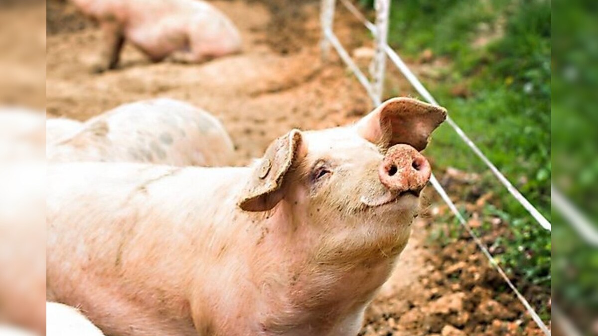 Pigs: ಇನ್ಮೇಲೆ ಹಂದಿಗಳ ಭಾವನೆಯನ್ನೂ ತಿಳಿಯಬಹುದಂತೆ! ಇದು ಸಂಶೋಧಕರಿಂದ ಹೊರಬಿದ್ದ ...