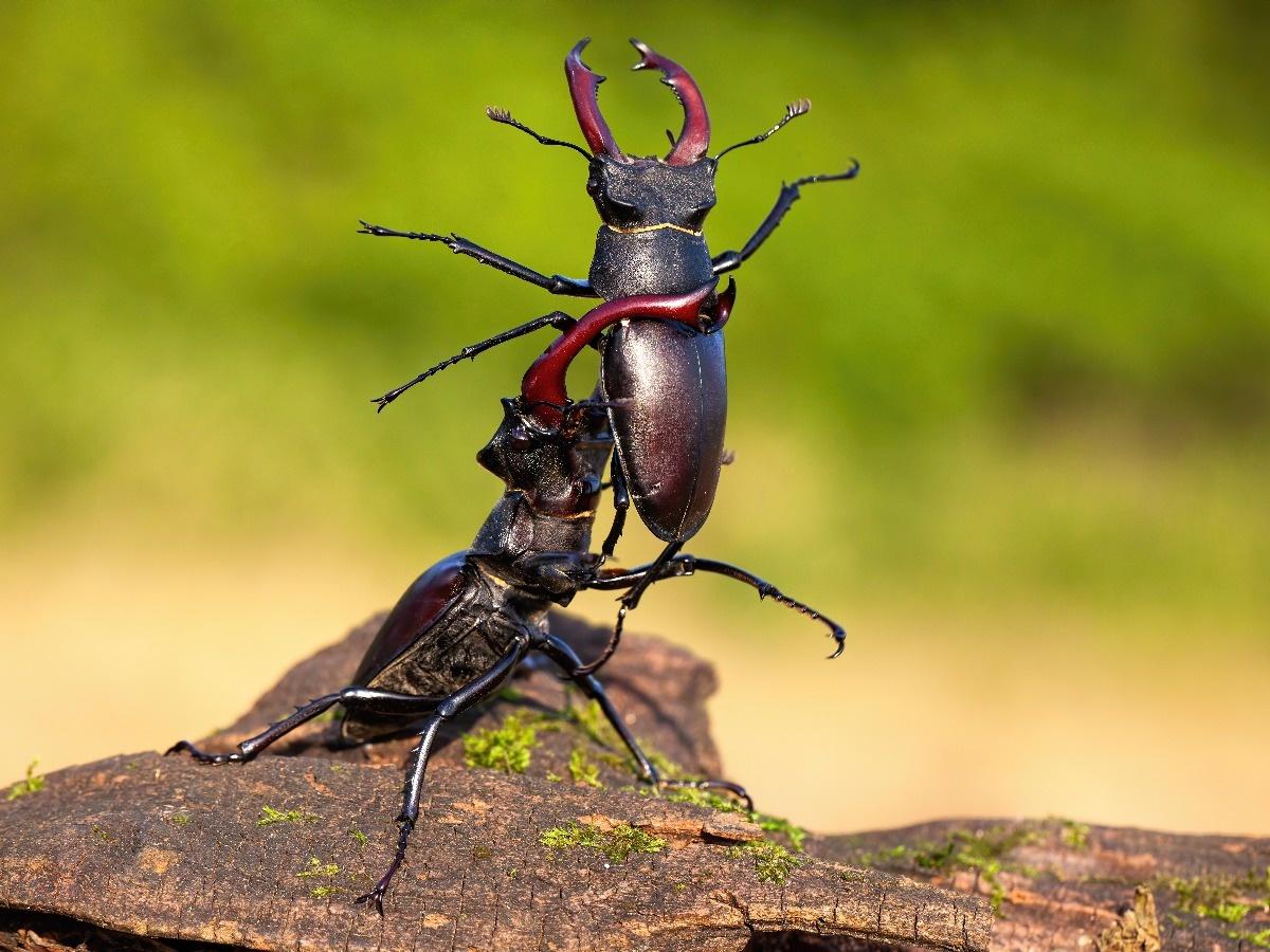 Stag Beetle: ಈ ಅಪರೂಪದ ಕೀಟದ ಬೆಲೆಯೇ ಕೋಟಿ! ಅಷ್ಟಕ್ಕೂ ಯಾಕಿಷ್ಟು ಬೇಡಿಕೆ ...