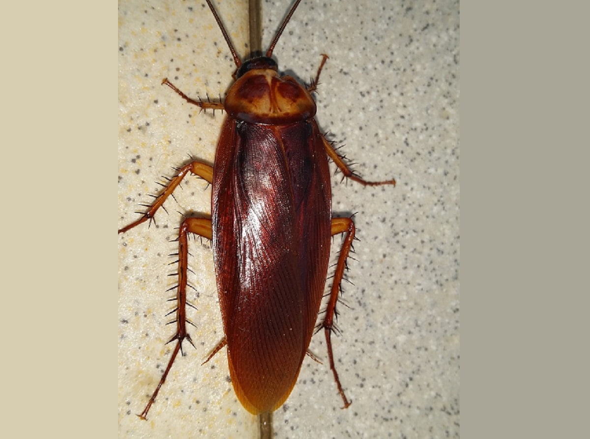 ಕ್ಷುದ್ರಗ್ರಹಗಳು ಅಪ್ಪಳಿಸಿದರೂ ಜಿರಳೆಗಳು ಹೇಗೆ ಬದುಕುಳಿದವು? ವಿಜ್ಞಾನಿಗಳು ಇದಕ್ಕೆ ...