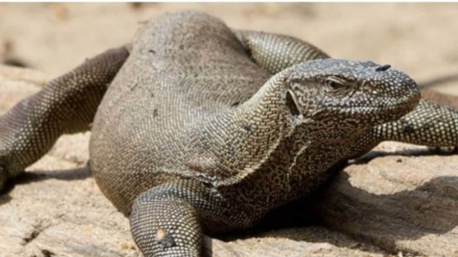 Bengal monitor lizard gang raped in Sahydari Tiger Reserve l Bengal ...