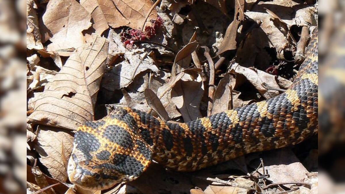 Puff Snake: ಗ್ಯಾಸ್ ಬಿಟ್ಟು ಬೇಟೆಯಾಡುವ ಹಾವಿದು! ವಿಷವೆಂಬುದು ಇದಕ್ಕೆ ...