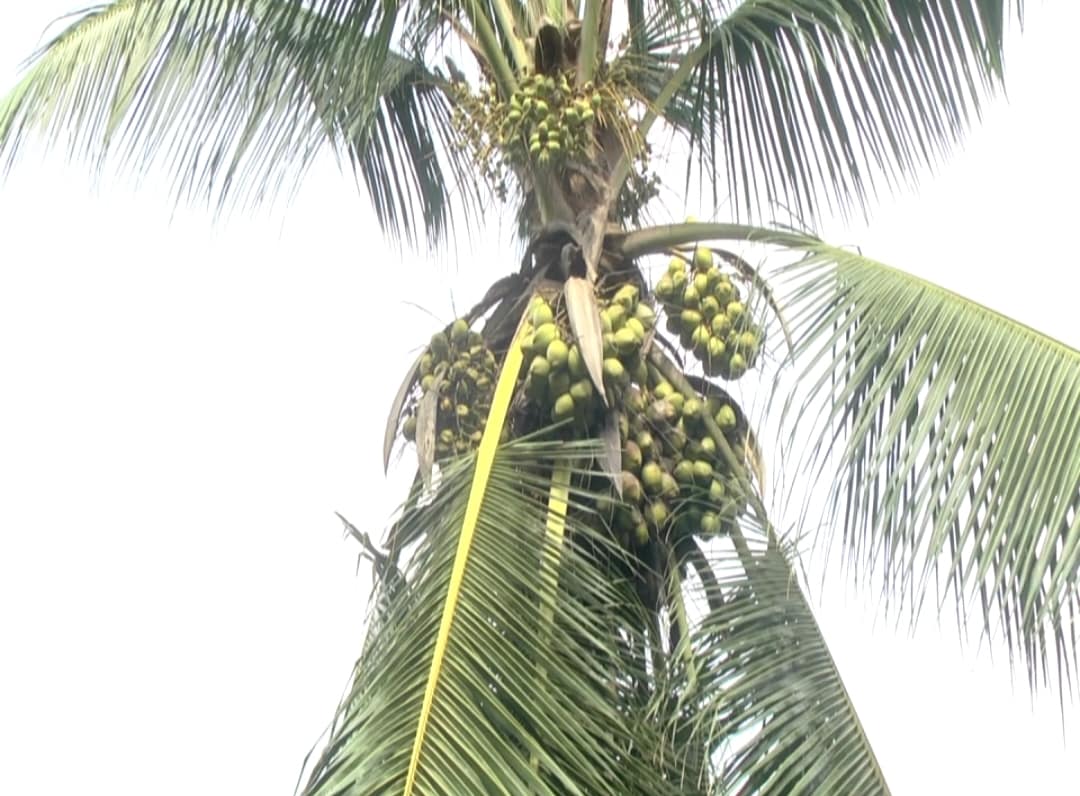 Special Breed Coconut Tree Gives 2000 To 3000 Coconuts In Karawar special-breed-coconut-tree-gives-2000-to-3000-coconuts-in-karawar