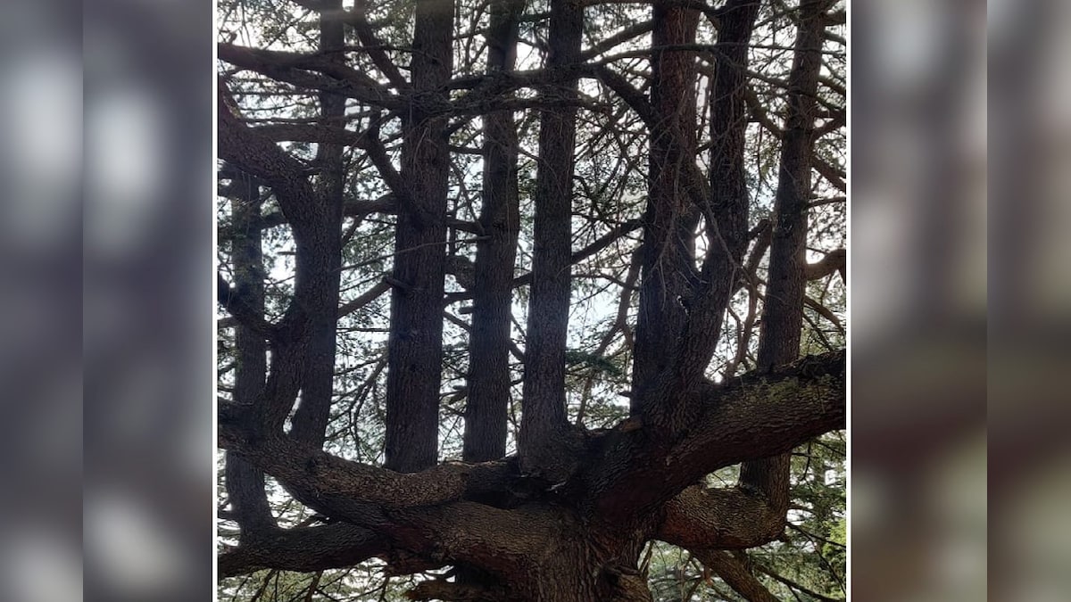 Viral Tree: ಒಂದೇ ಮರದ ಮೇಲೆ 20 ದೇವದಾರು ಮರ! ಅದ್ಭುತವಾಗಿರೋ ಈ ಮರ ನೋಡಿ