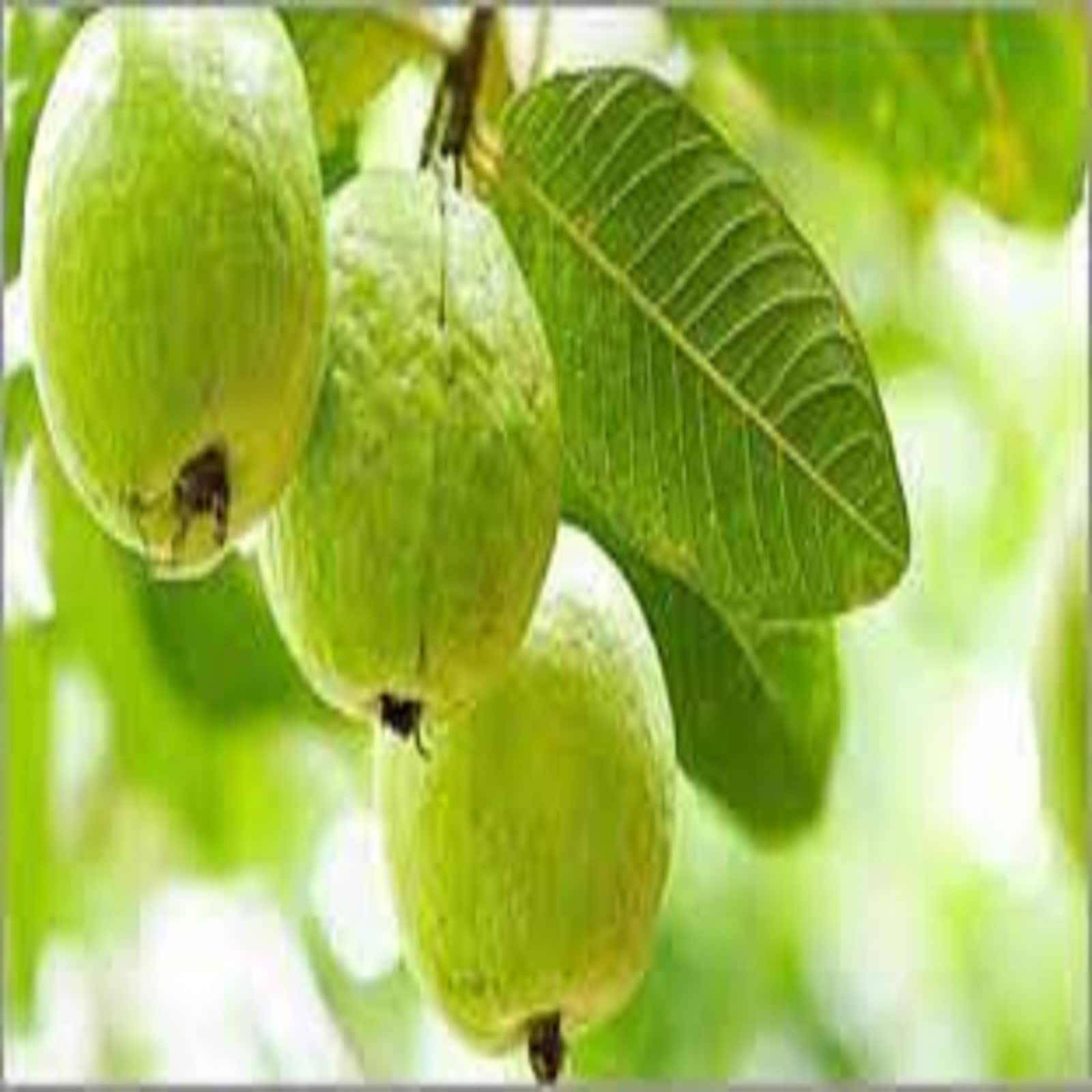 Guava Leaves: ಸೀಬೆ ಎಲೆಯ ಫೇಸ್ ಪ್ಯಾಕ್ ಹಚ್ಚಿ ನೋಡಿ! ಅದಕ್ಕಿದೆ ಕಂದು ಬಣ್ಣವನ್ನು ...