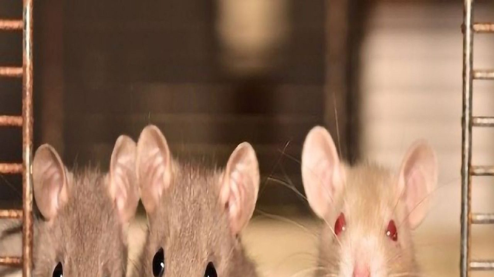 Rats Being Trained to Rescue Earthquake Survivors Wear Tiny Backpacks ...