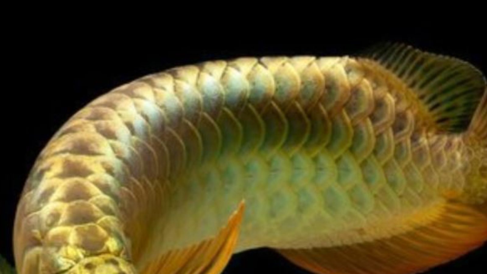 Vastu shastra Home Tips Keep arowana fish in this direction of your ...