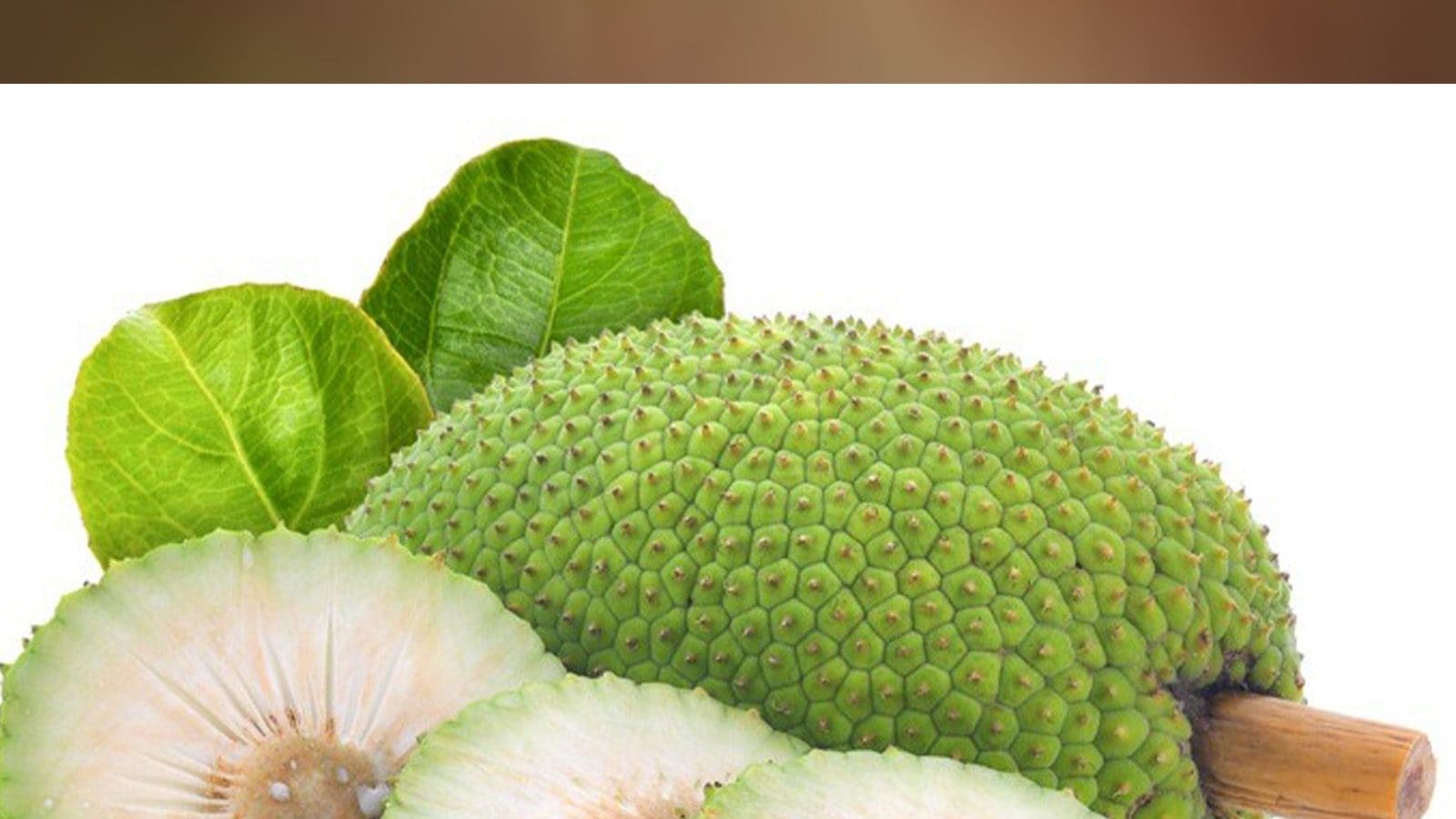 Bread Fruit Benefits: ಬೇರು ಹಲಸಿನ ಬಗ್ಗೆ ನಿಮಗೆಷ್ಟು ಗೊತ್ತು? ಆರೋಗ್ಯಕ್ಕೆ ಇದು ...