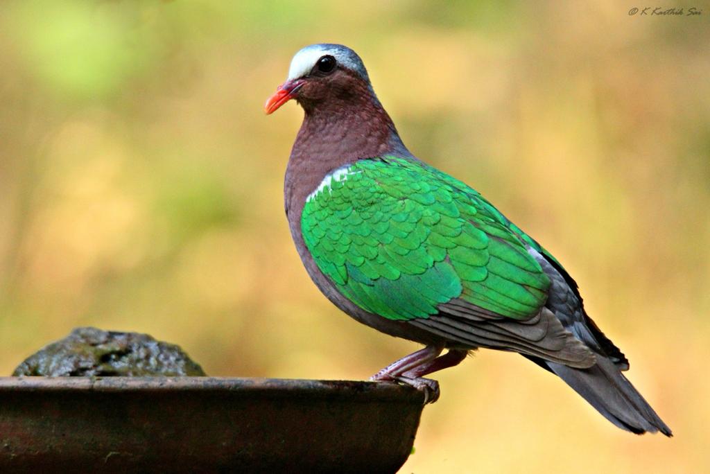 Rare Birds: ಕ್ಯಾಮೆರಾ ಕಣ್ಣಿಗೆ ಕಾಣಸಿಕ್ಕ ಅಪರೂಪದ ಪಕ್ಷಿಗಳಿವು! ನೀವೂ ಒಮ್ಮೆ ...