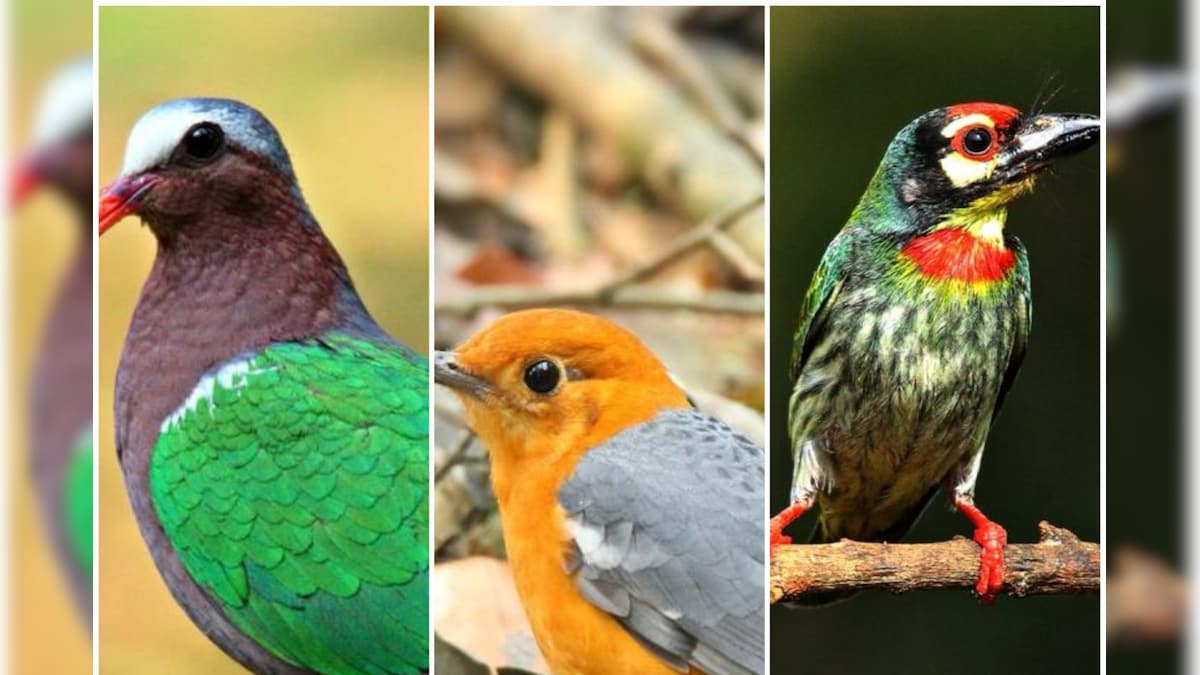 Rare Birds: ಕ್ಯಾಮೆರಾ ಕಣ್ಣಿಗೆ ಕಾಣಸಿಕ್ಕ ಅಪರೂಪದ ಪಕ್ಷಿಗಳಿವು! ನೀವೂ ಒಮ್ಮೆ ...