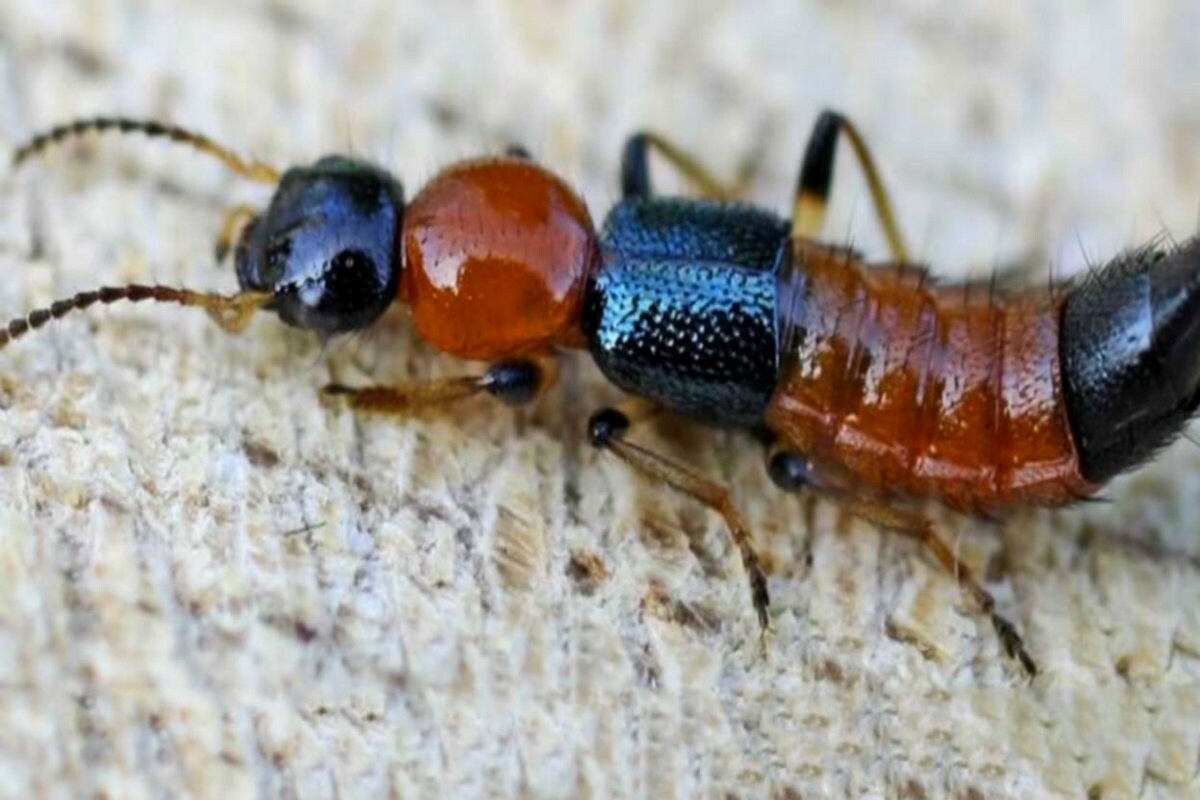 What is Nairobi Fly: ಕಚ್ಚಲ್ಲ, ಕುಟುಕಲ್ಲ! ಆದ್ರೂ ಈ ಕೀಟಗಳು ಭಯಾನಕ – News18 ಕನ್ನಡ