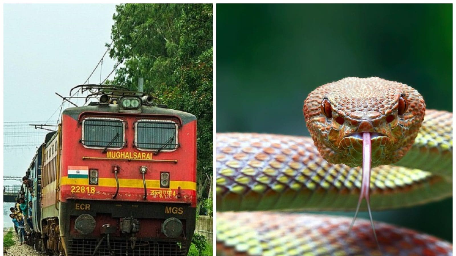 Kerala Thiruvananthapuram Snakes found in Train | Snake in Train: ಇಷ್ಟು ...