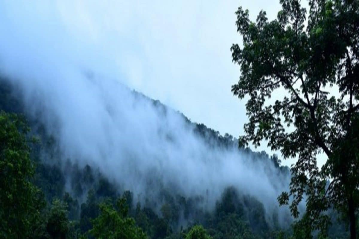 Mysore Forest: ರೆಸಾರ್ಟ್ ನಿರ್ಮಾಣಕ್ಕೆ ಮೈಸೂರು ಅರಸರು ನಿರ್ಮಿಸಿದ ಅರಣ್ಯ ನಾಶ ...